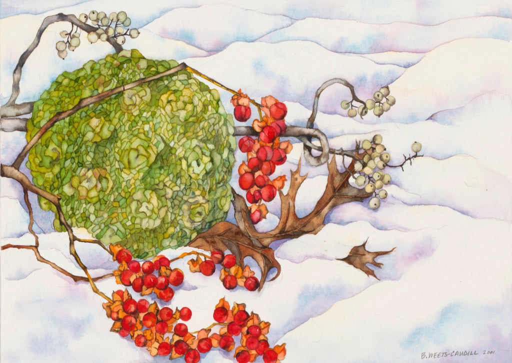 Barbara Weets: Nature's Still Life (Bittersweet) – Iowa Artisans Gallery